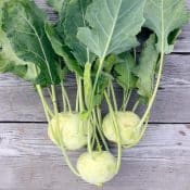 Kohlrabi, the Weirdest Looking Vegetable - The Land Connection