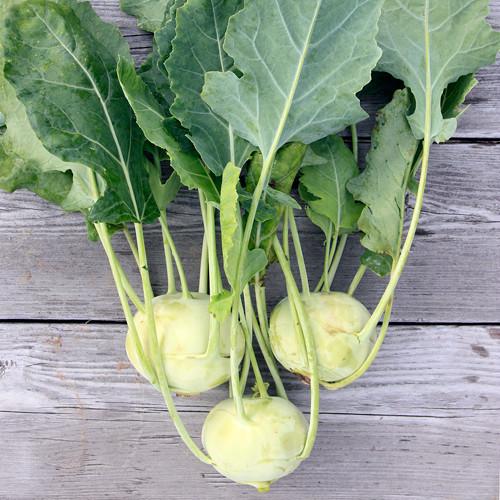 Kohlrabi, the Weirdest Looking Vegetable - The Land Connection