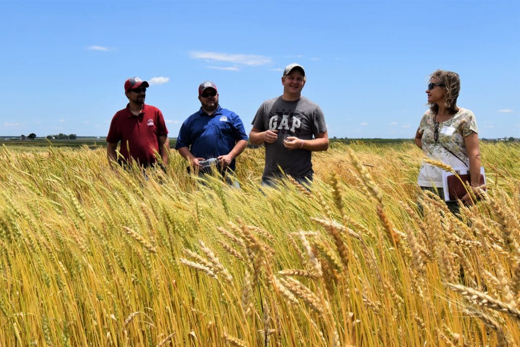 Organic Grains and Artisan Flour Field Day at Janie’s Farm - The Land ...
