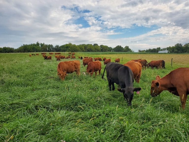Strip Grazing for Soil Health - The Land Connection