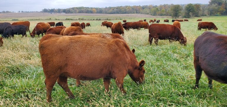 Strip Grazing for Soil Health - The Land Connection