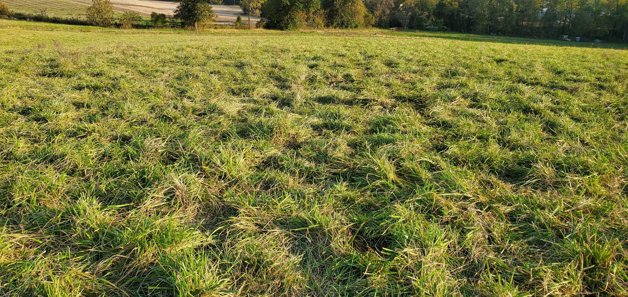 Strip Grazing for Soil Health - The Land Connection