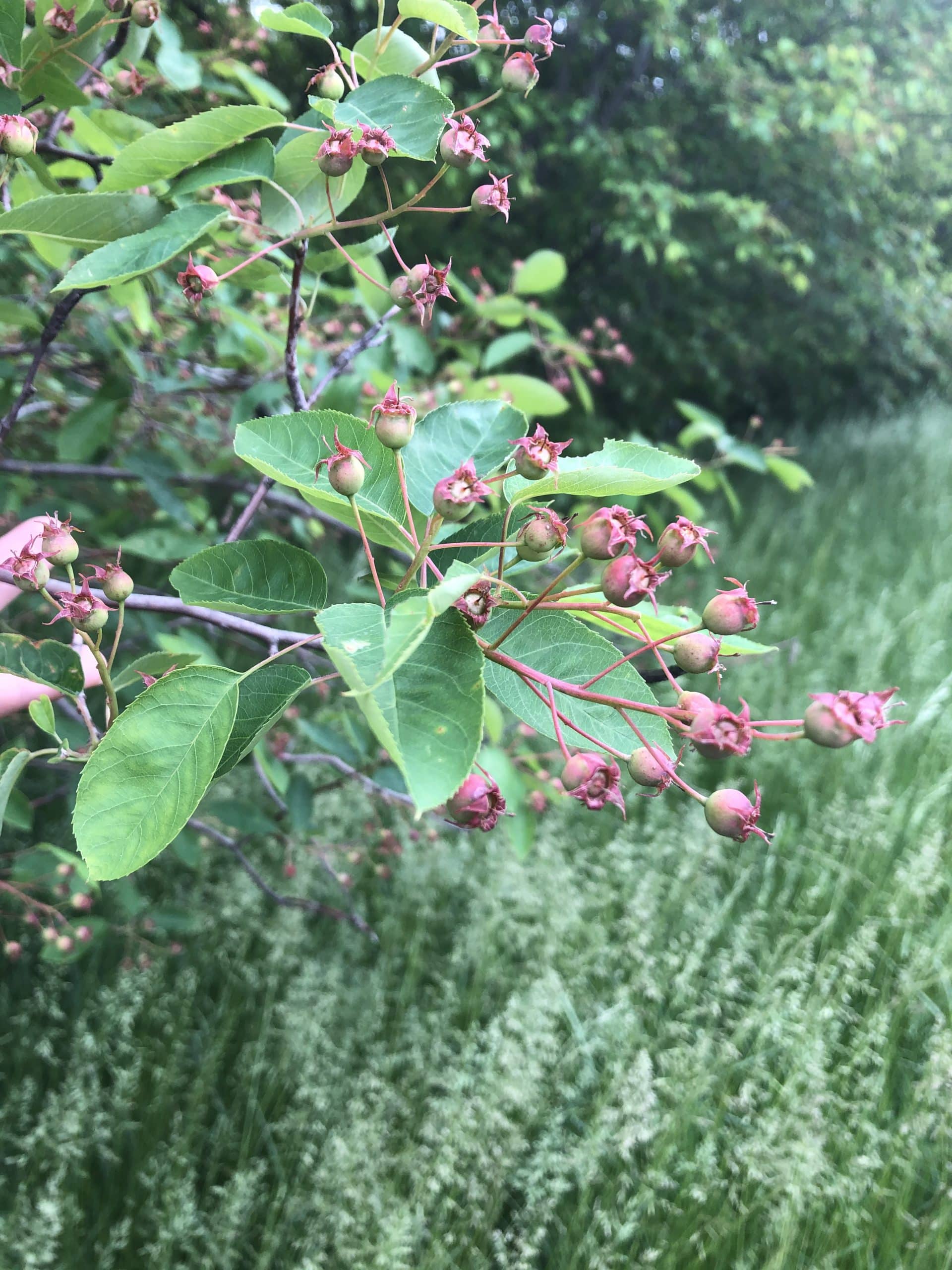 Edible (Native) Landscaping - Serviceberry - The Land Connection