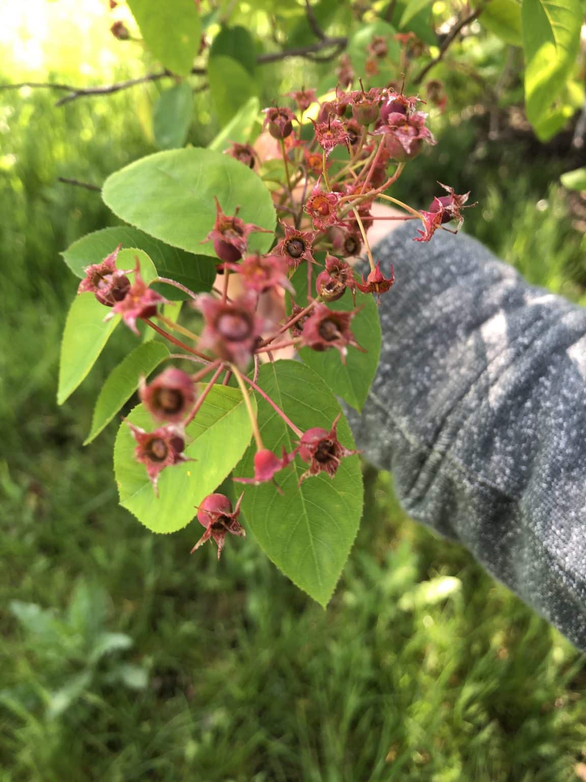Edible (Native) Landscaping - Serviceberry - The Land Connection