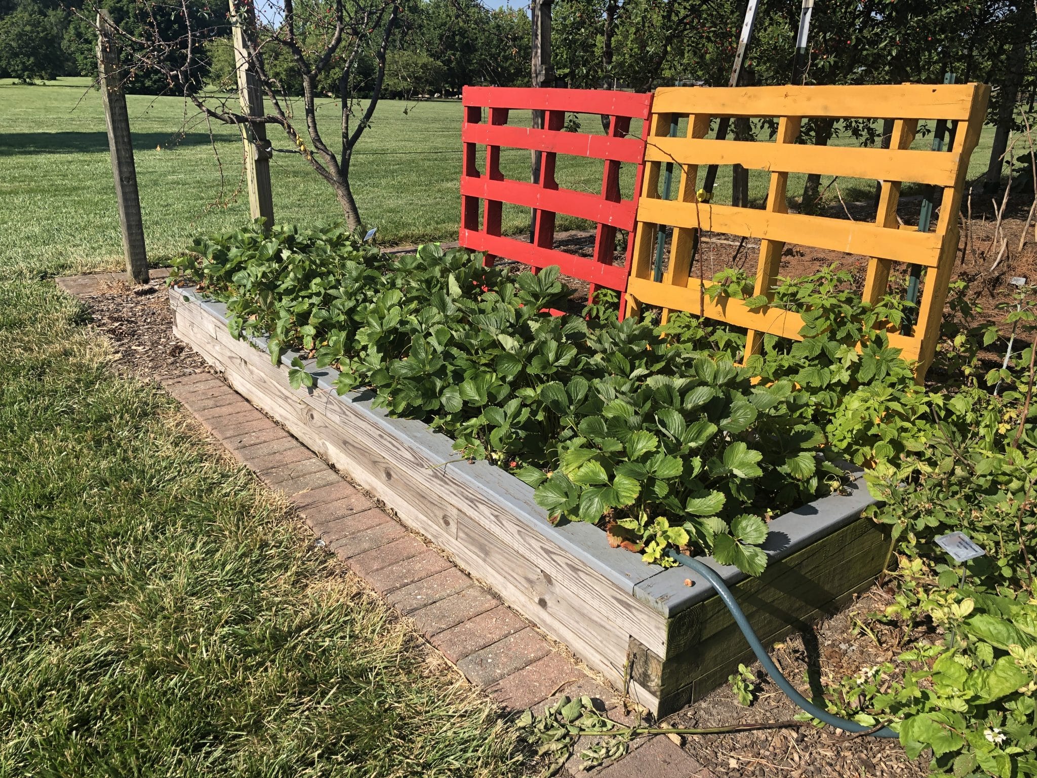 Edible (Native) Landscaping - Strawberries - The Land Connection