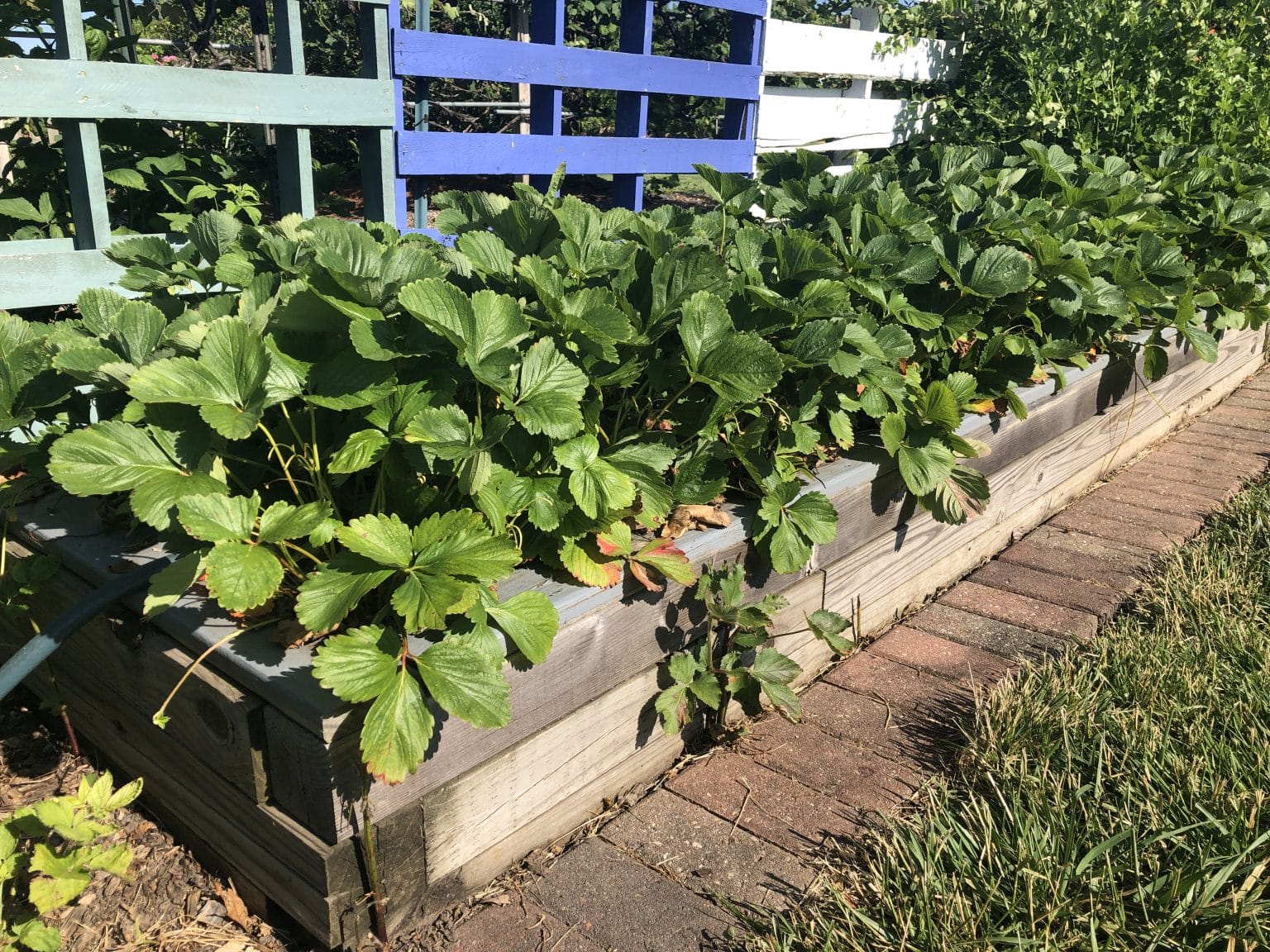 Edible (Native) Landscaping - Strawberries - The Land Connection