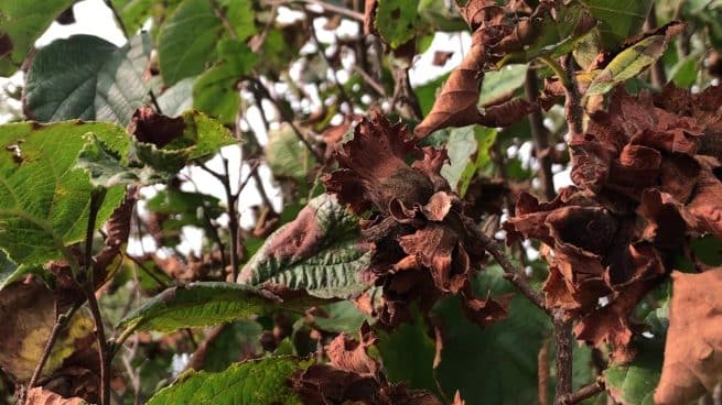 Edible (Native) Landscaping – American Hazelnut - The Land Connection