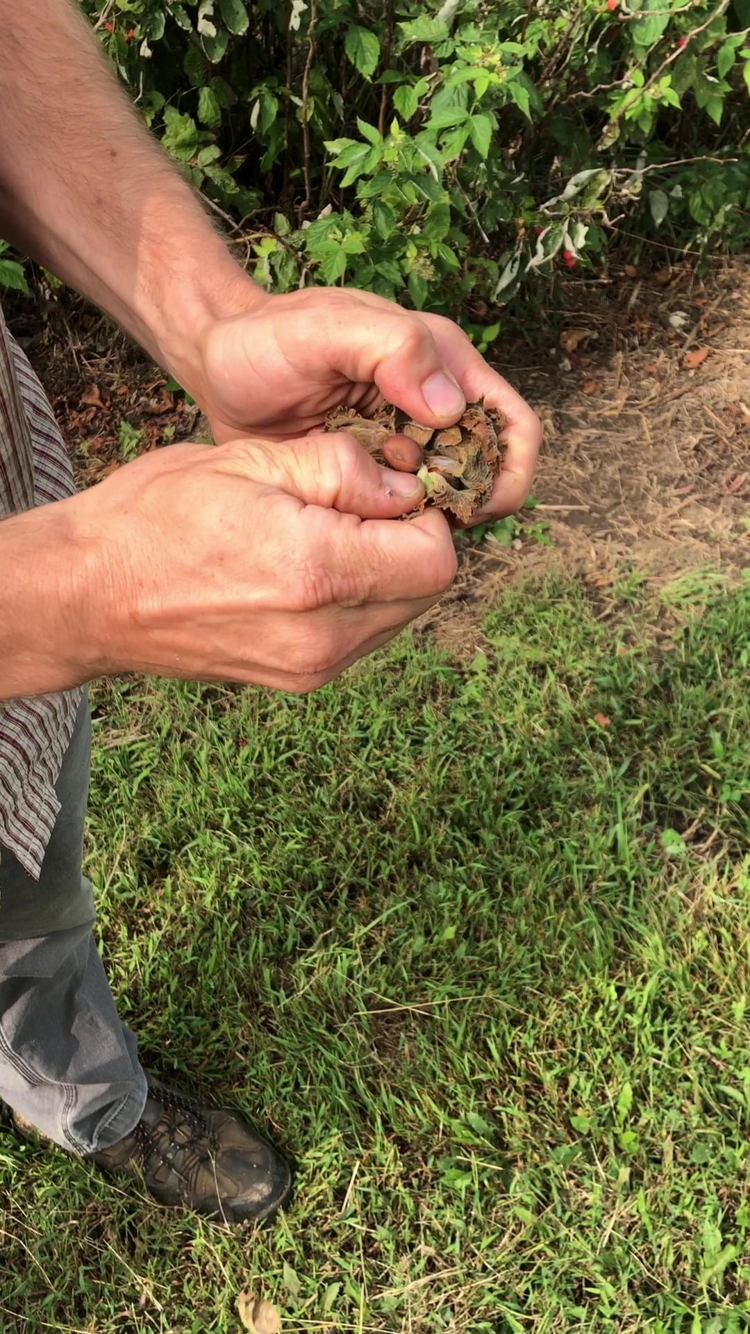 Edible (Native) Landscaping – American Hazelnut - The Land Connection