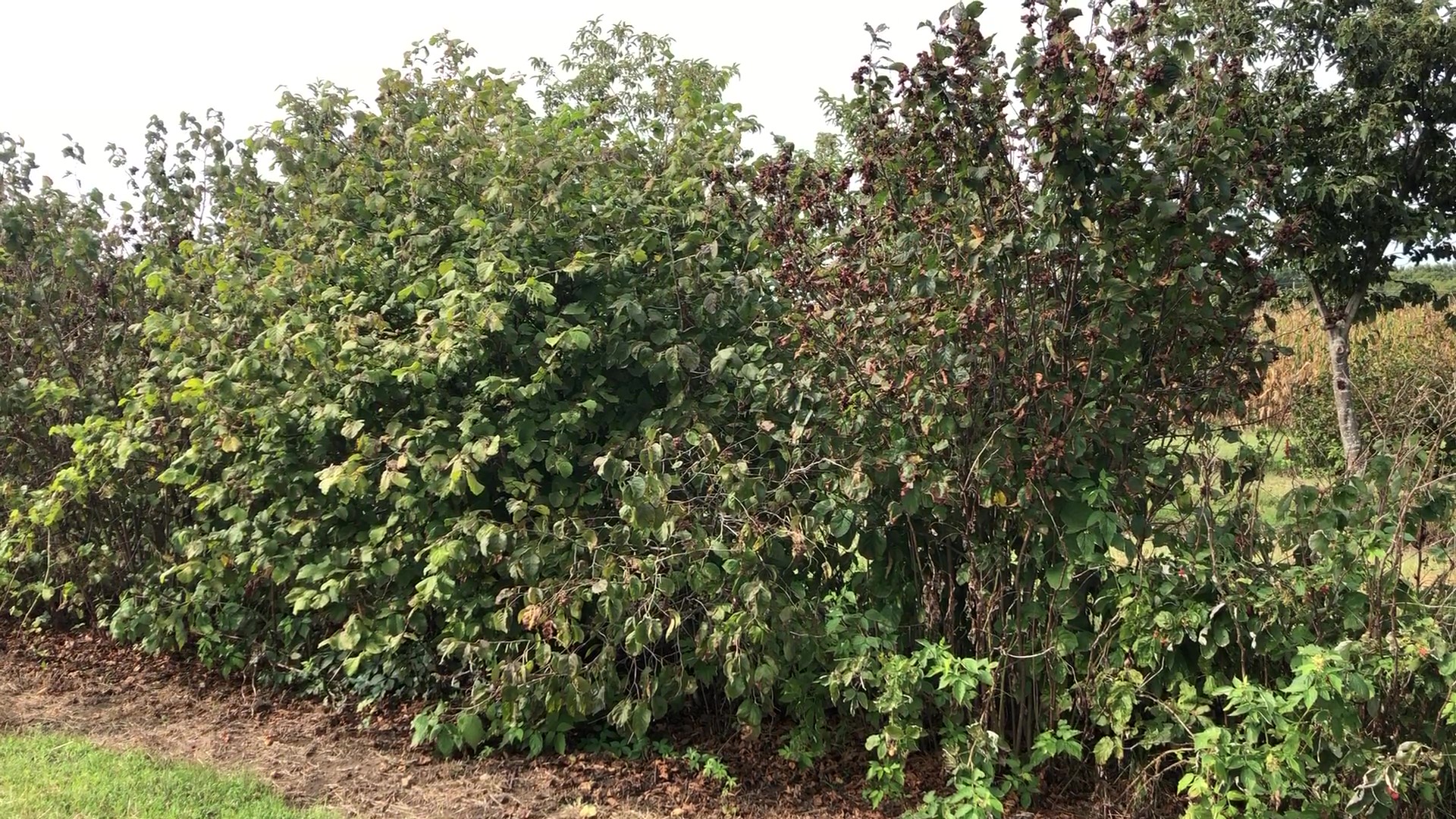 Edible (Native) Landscaping – American Hazelnut - The Land Connection