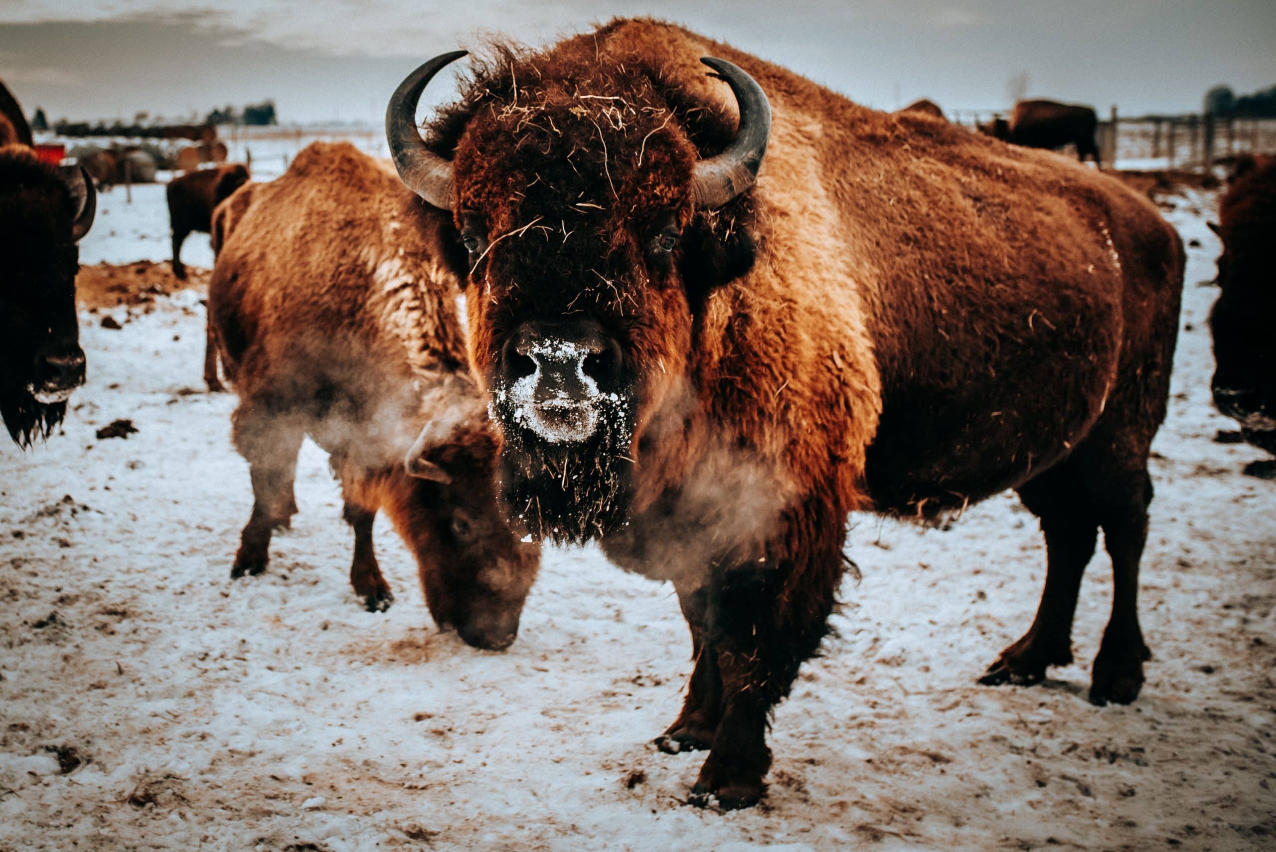 Harden Bison Ranch - An In-Depth Look - The Land Connection