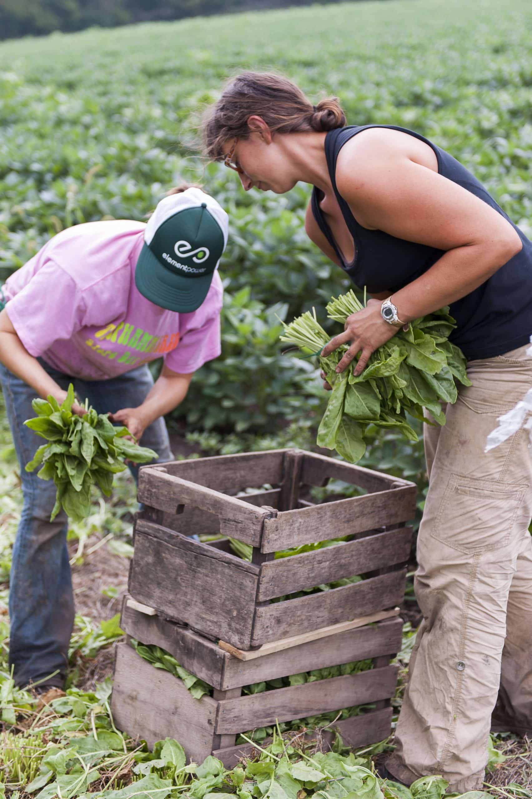 FSMA Produce Safety Rule (PSR) Training - The Land Connection