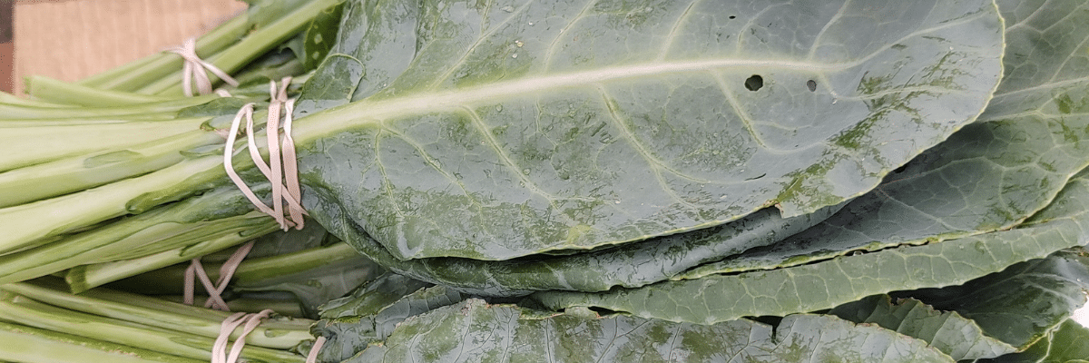 Collards - The Land Connection